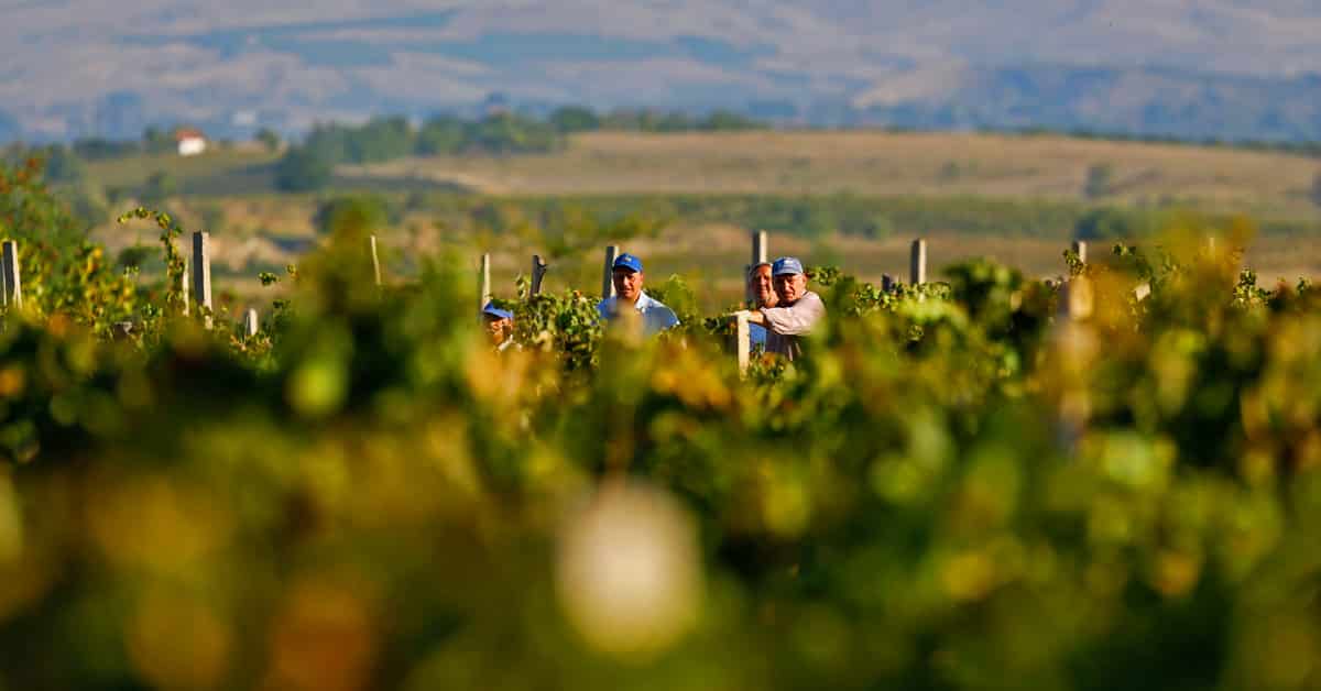Mission – Tikveš Winery