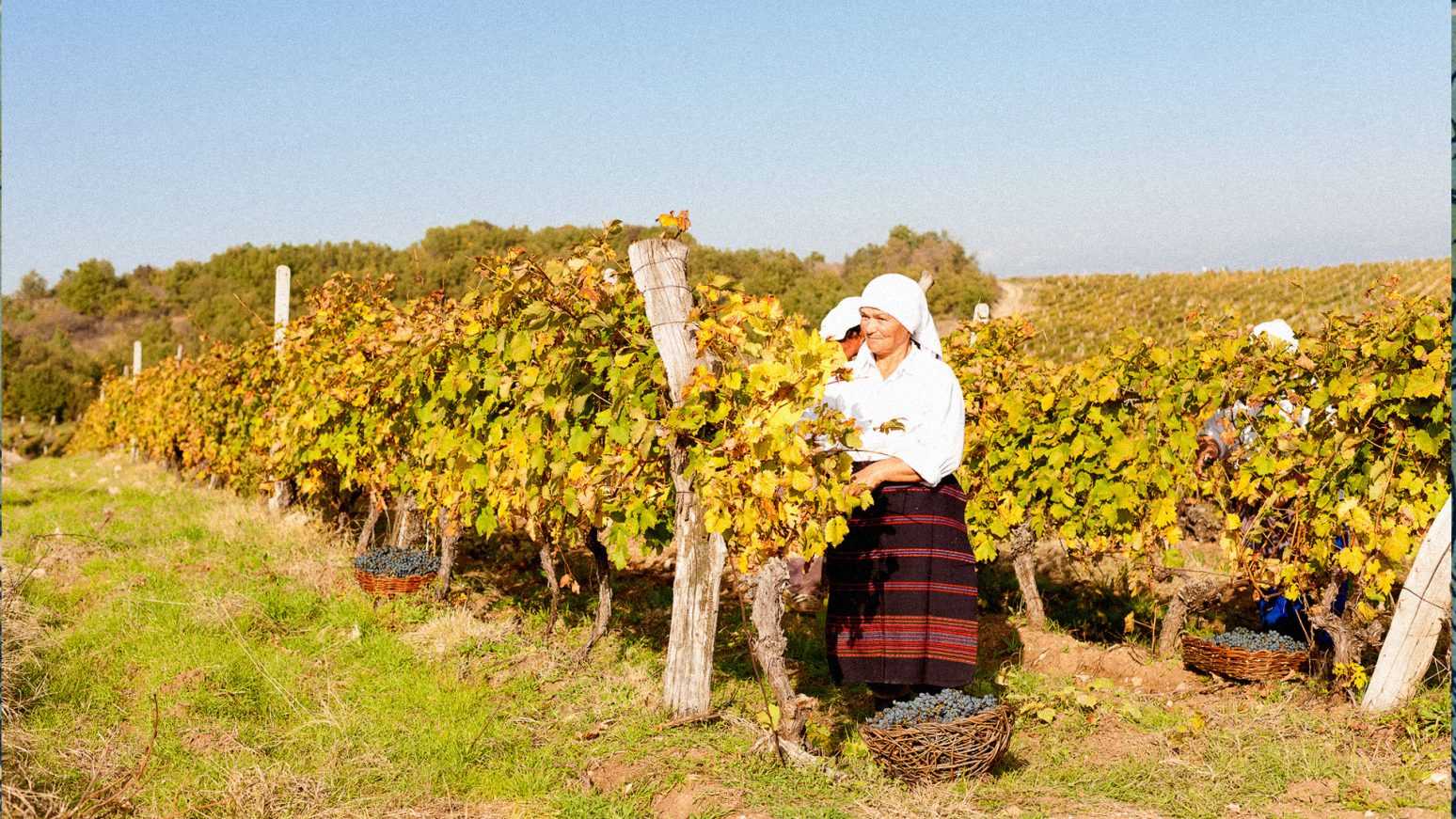 Mission – Tikveš Winery